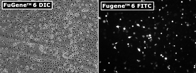 SignaGen体外DNA转染试剂-LipoJet™_报价/价格/性能参数/图, 美国 SignaGen_生物器材网